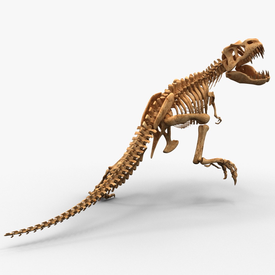 Dinosaur T-rex Bones Skeleton Lwo