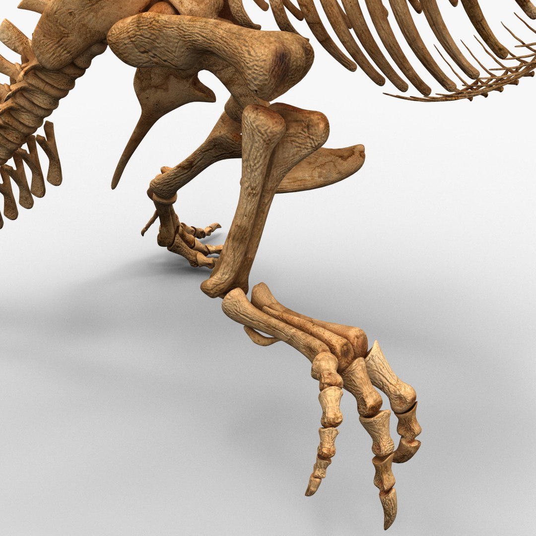 dinosaur t-rex bones skeleton lwo