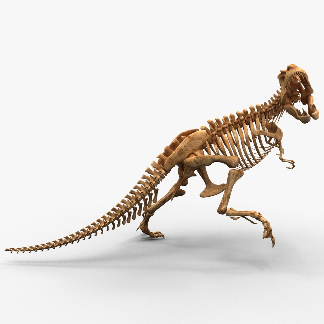 Dinosaur T-rex Bones Skeleton Lwo