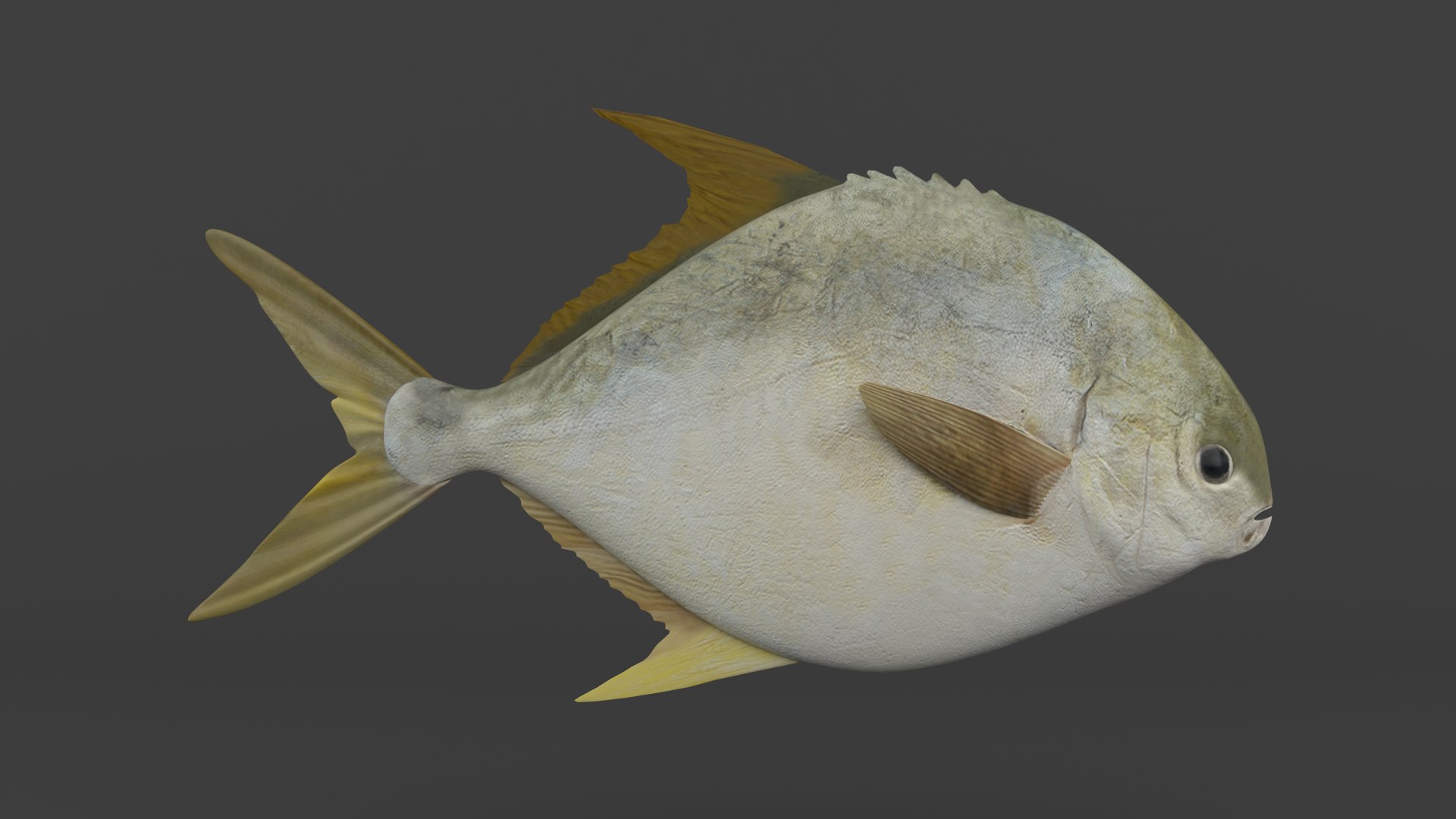 3D Fish Pompano - TurboSquid 1976286
