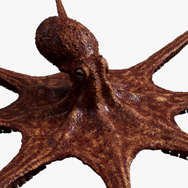 Octopus 3D Models for Download | TurboSquid