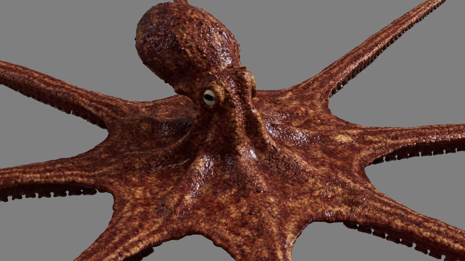 3D model Octopus Multicolor 3D Model - TurboSquid 1752512