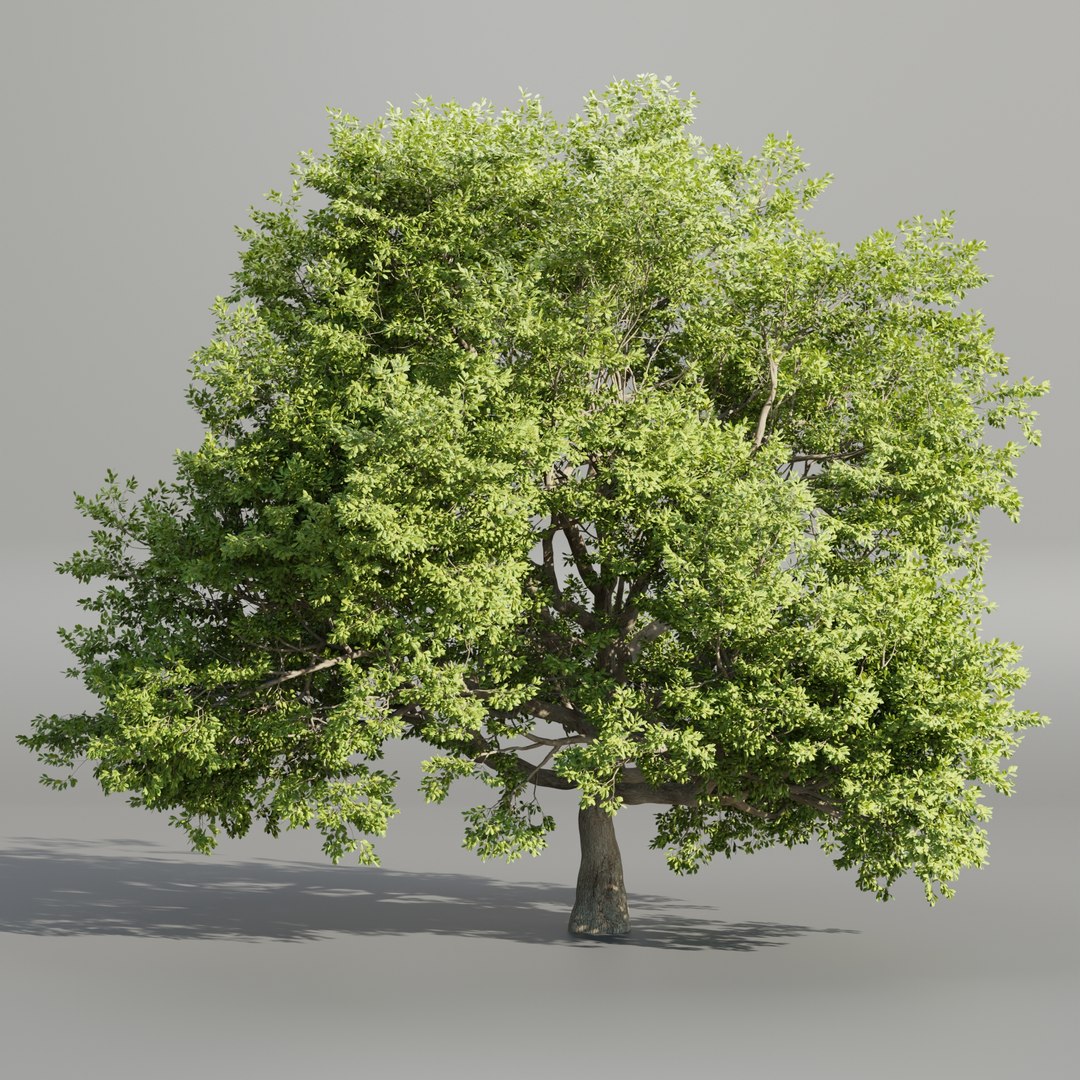 3D Oak Tree for landscapes vol 198-Blender-3dmodel - TurboSquid 2173392