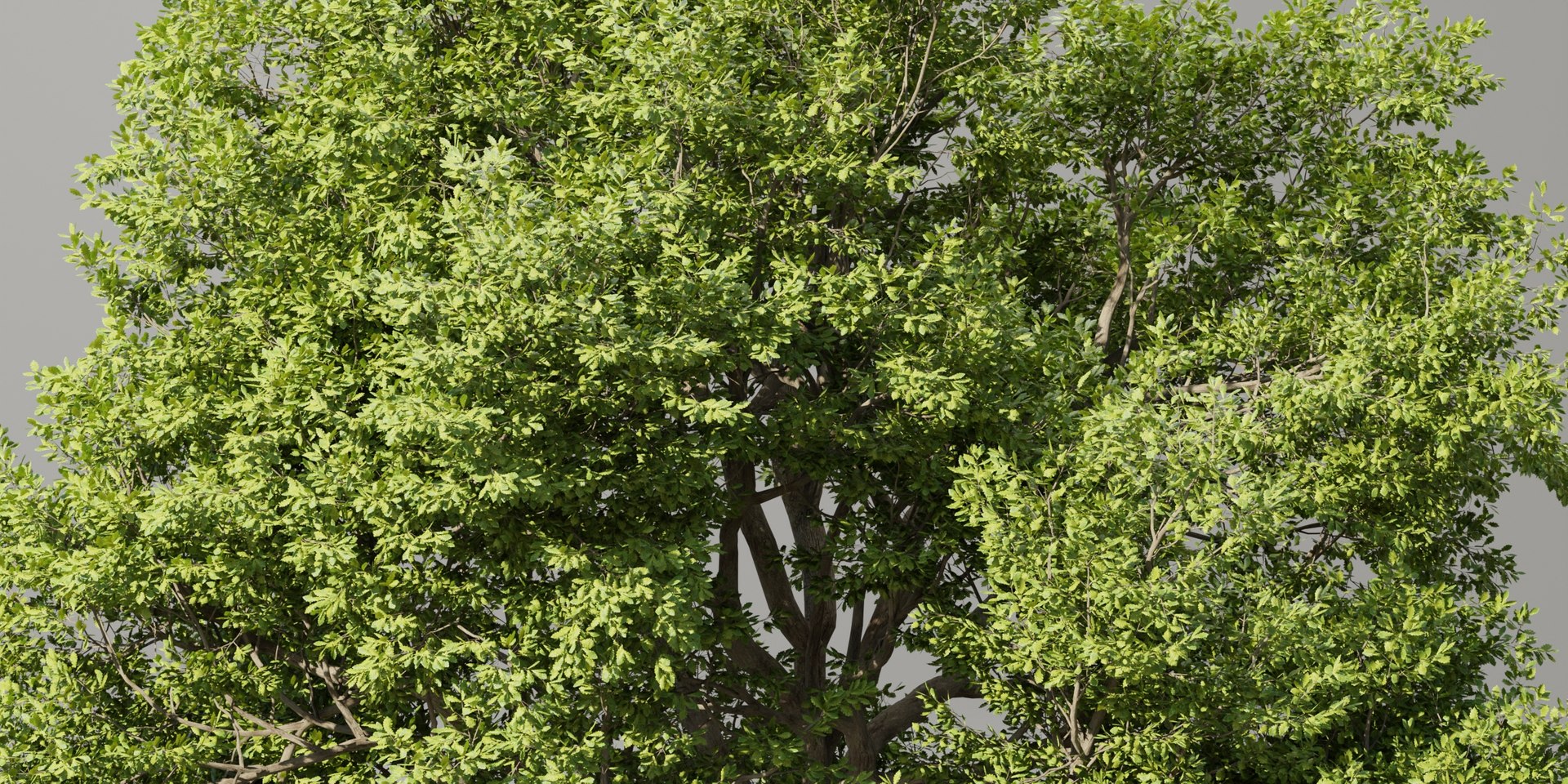 3D Oak Tree for landscapes vol 198-Blender-3dmodel - TurboSquid 2173392