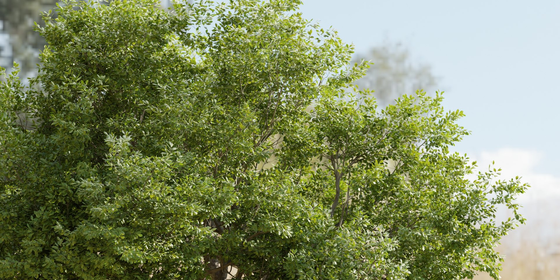 3D Oak Tree for landscapes vol 198-Blender-3dmodel - TurboSquid 2173392