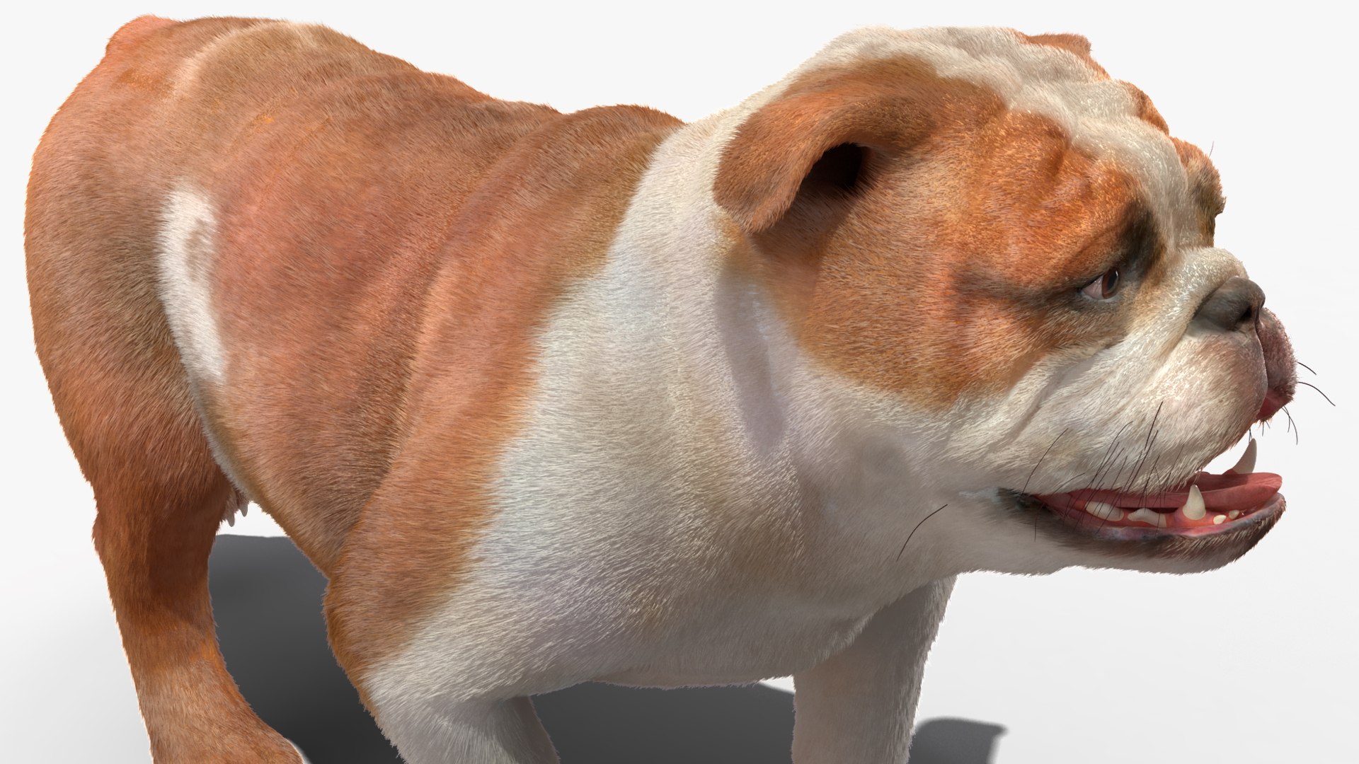 Walking Bulldog Fur 3D Model - TurboSquid 2180126