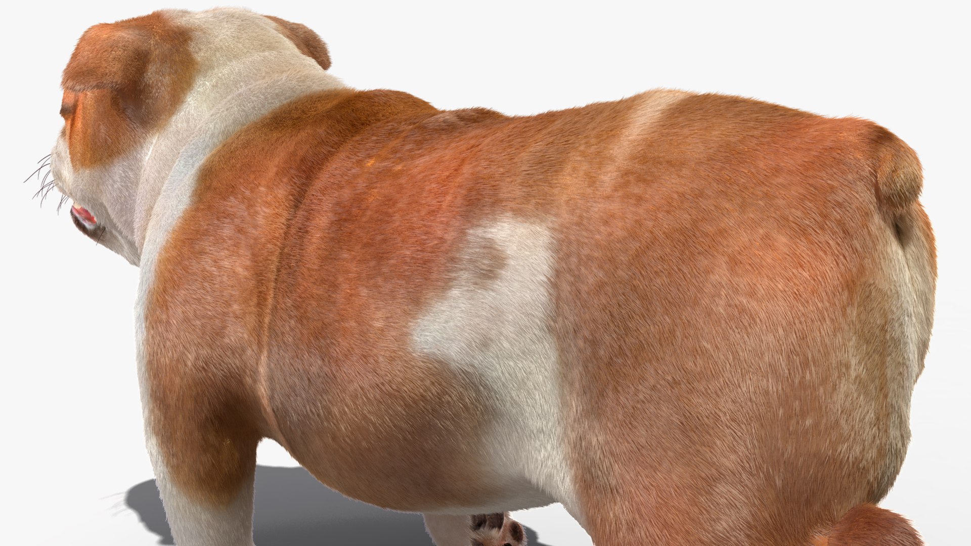 Walking Bulldog Fur 3D Model - TurboSquid 2180126