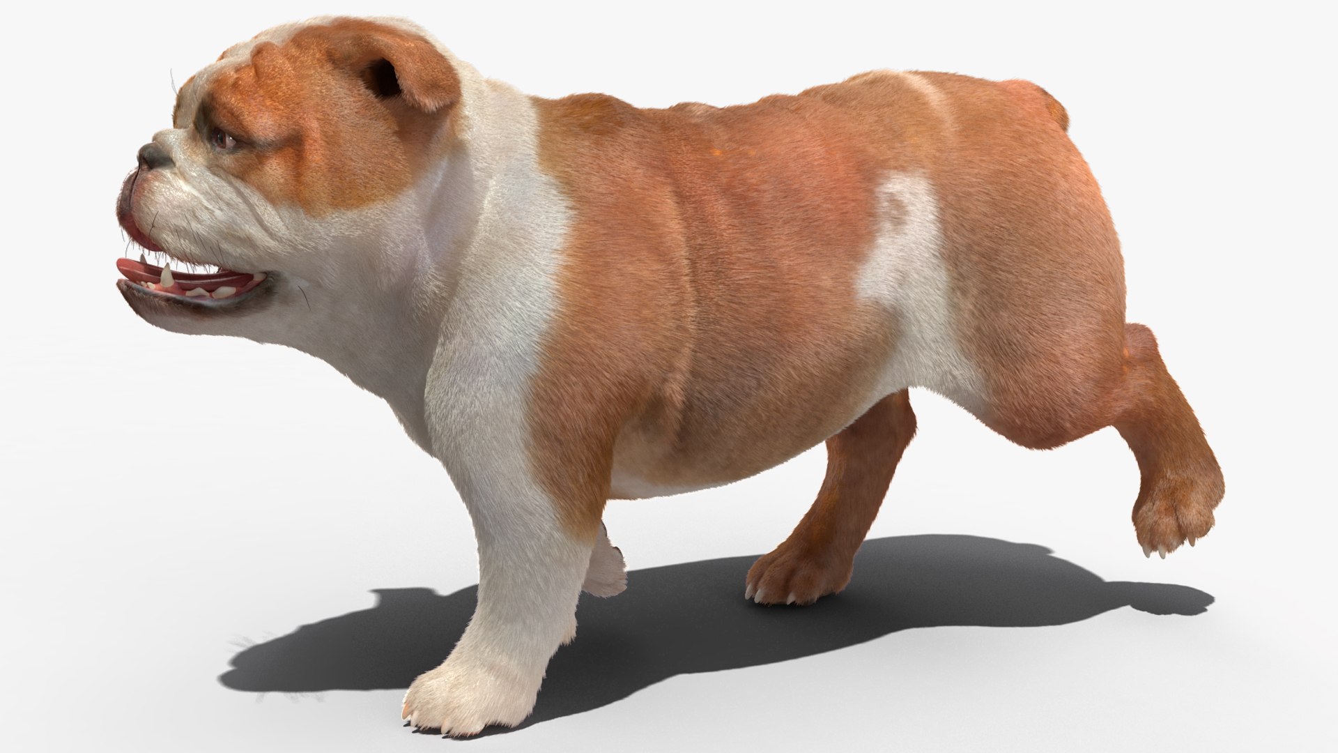 Walking Bulldog Fur 3D Model - TurboSquid 2180126