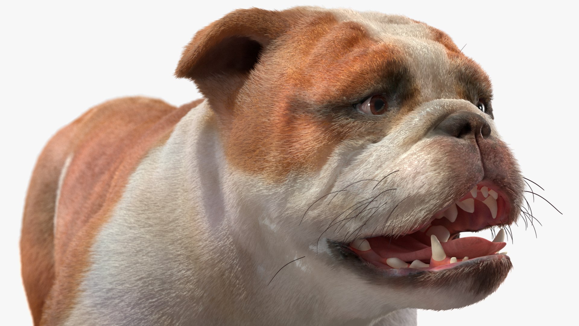 Walking Bulldog Fur 3D Model - TurboSquid 2180126