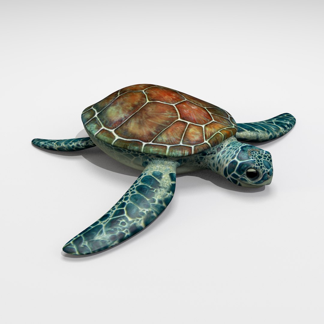 3d Turtle