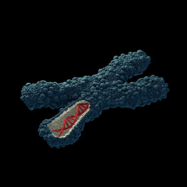 modelo 3d Cromosoma - TurboSquid 1218314