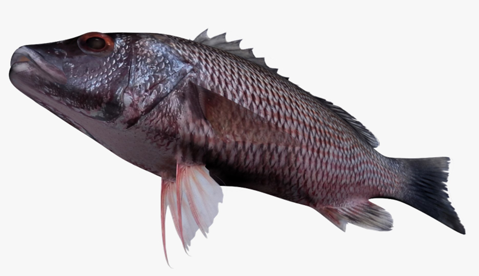3d Gray Snapper
