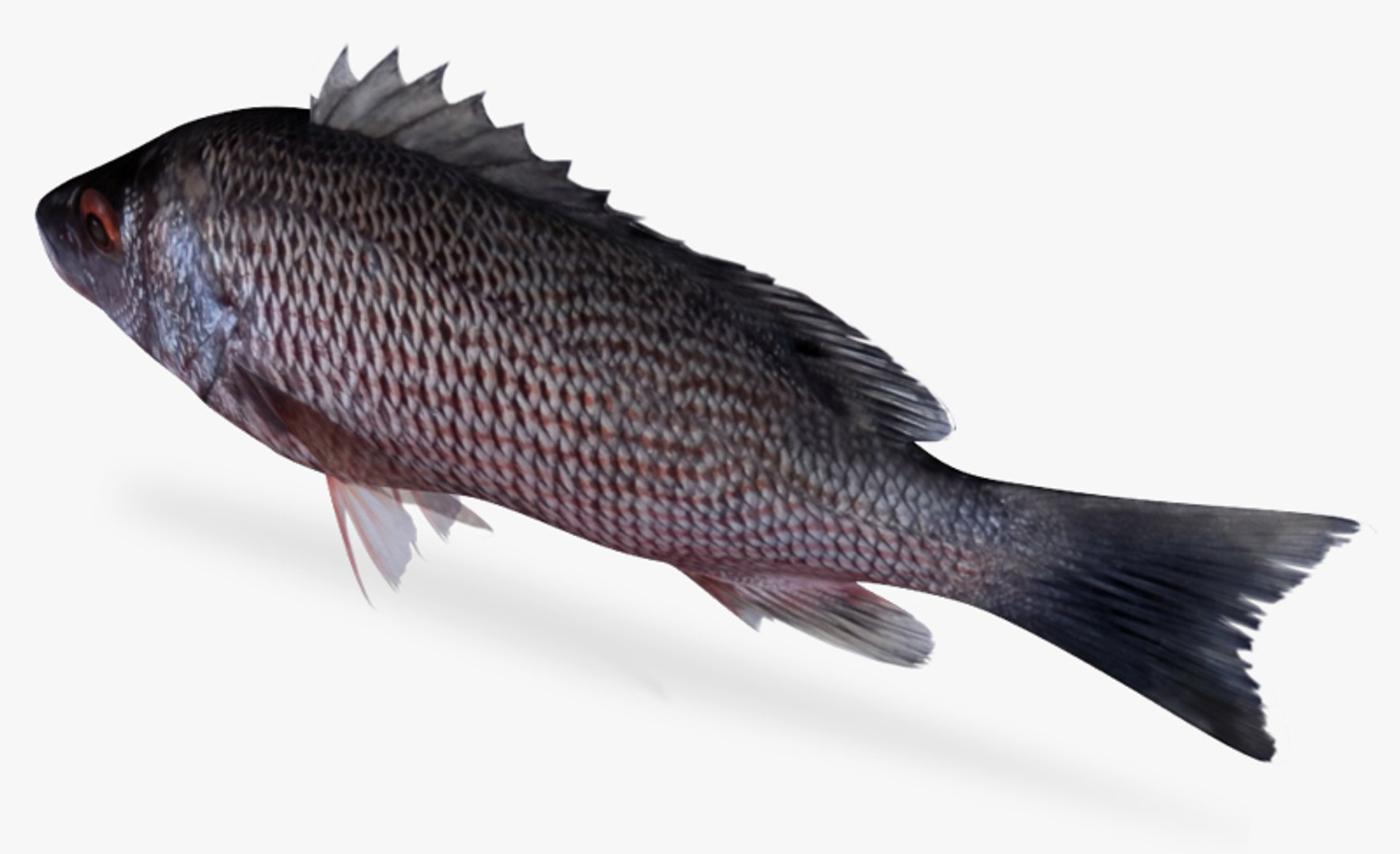 3d Gray Snapper
