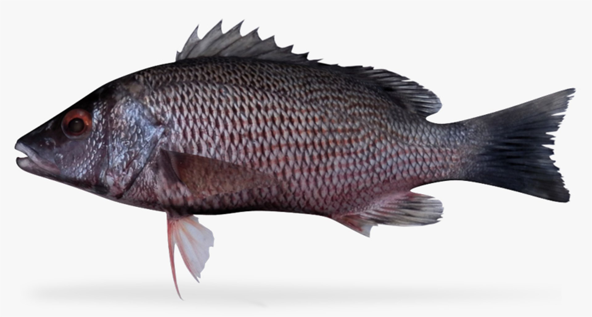 3d Gray Snapper