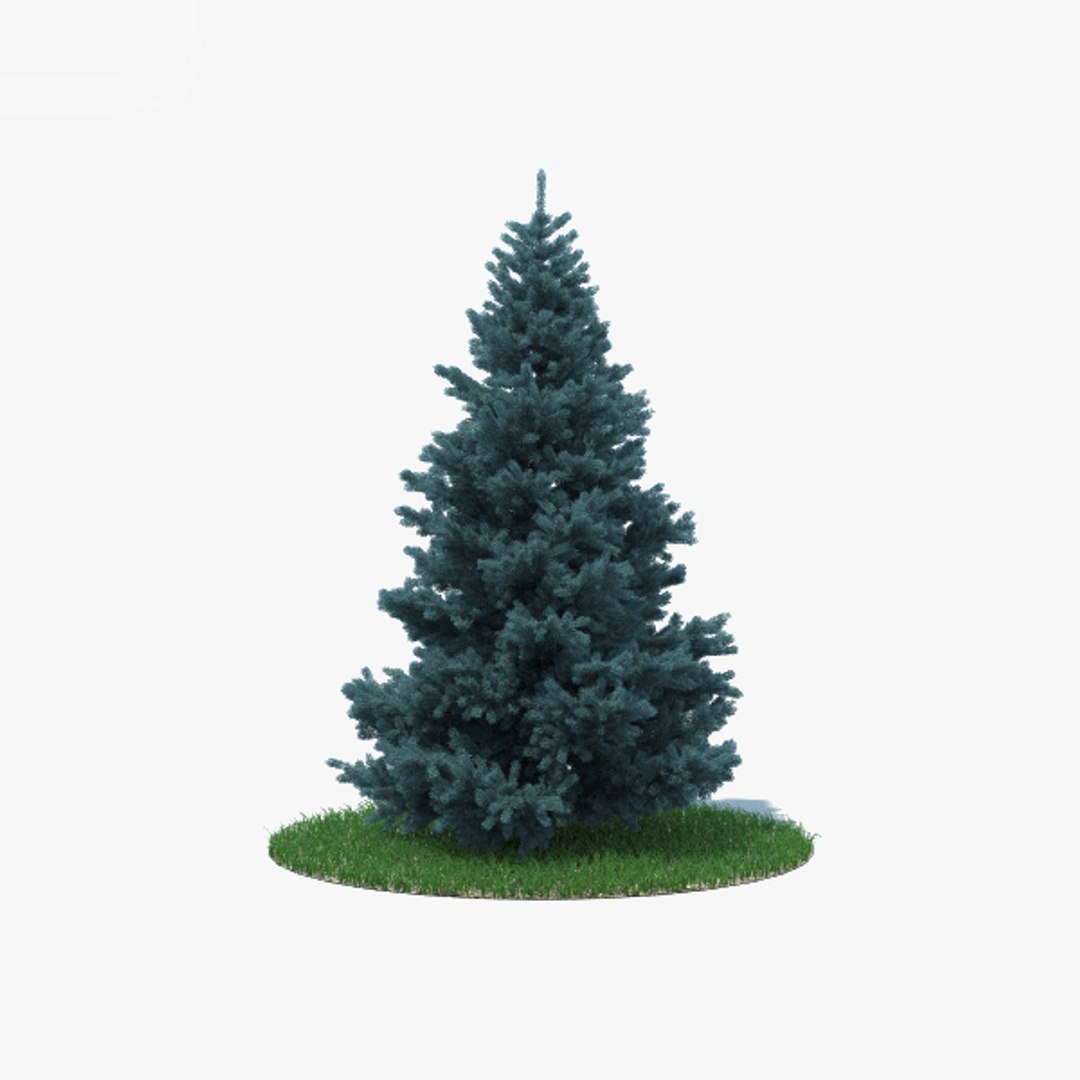 Blue spruce 3D - TurboSquid 1491982