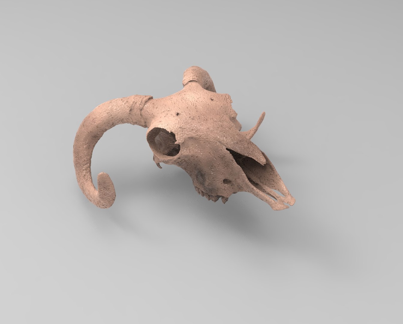 3D Ram Horn Skull Model - TurboSquid 1296859