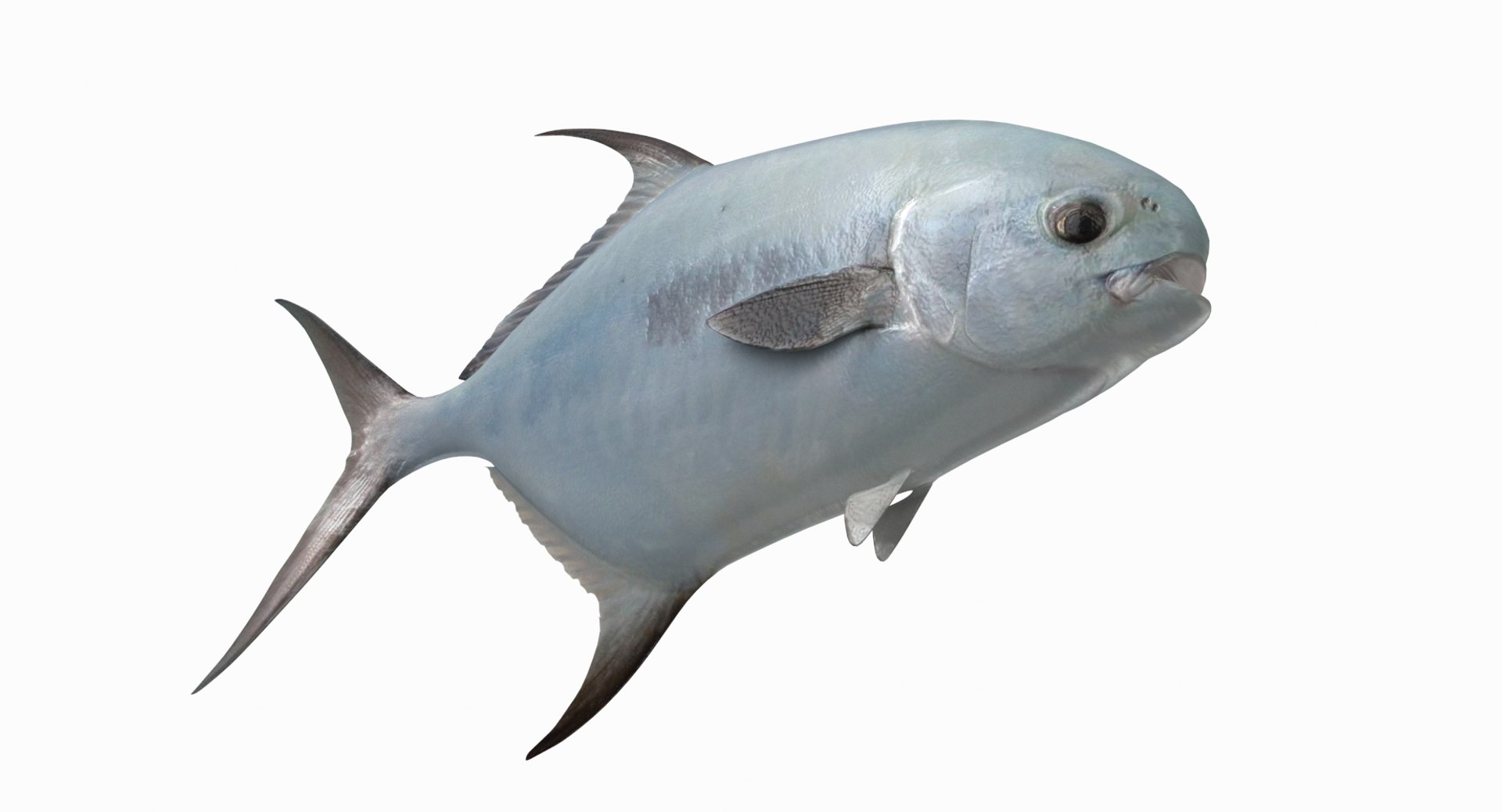 3D Permit Fish - TurboSquid 1282782