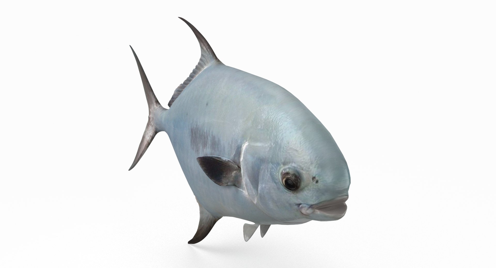 3D Permit Fish - TurboSquid 1282782