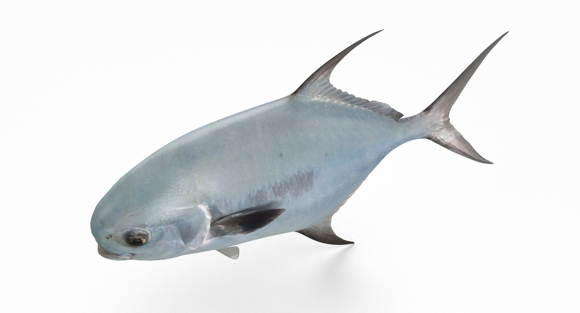 3D Permit Fish - TurboSquid 1282782