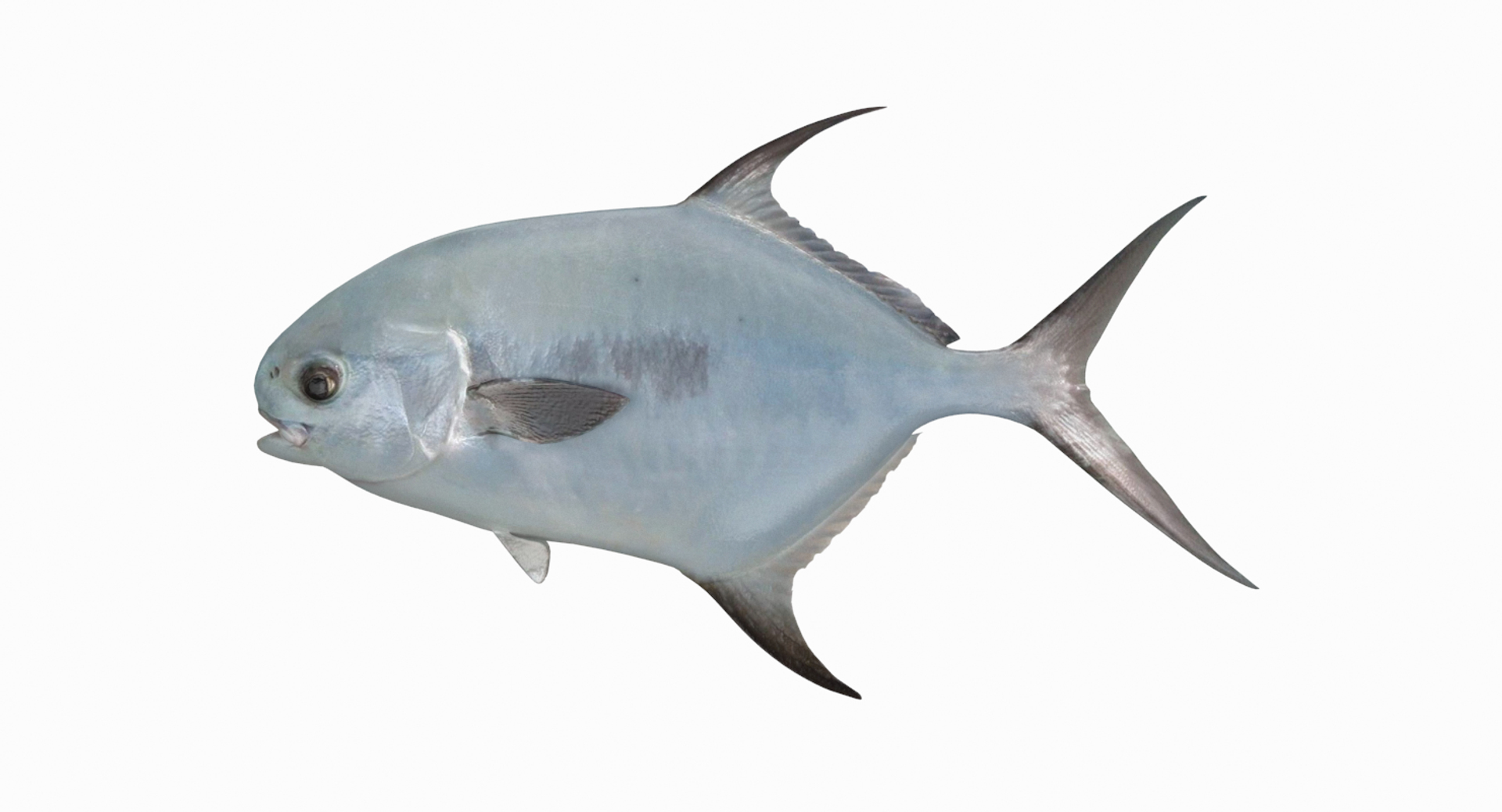 3D Permit Fish - TurboSquid 1282782