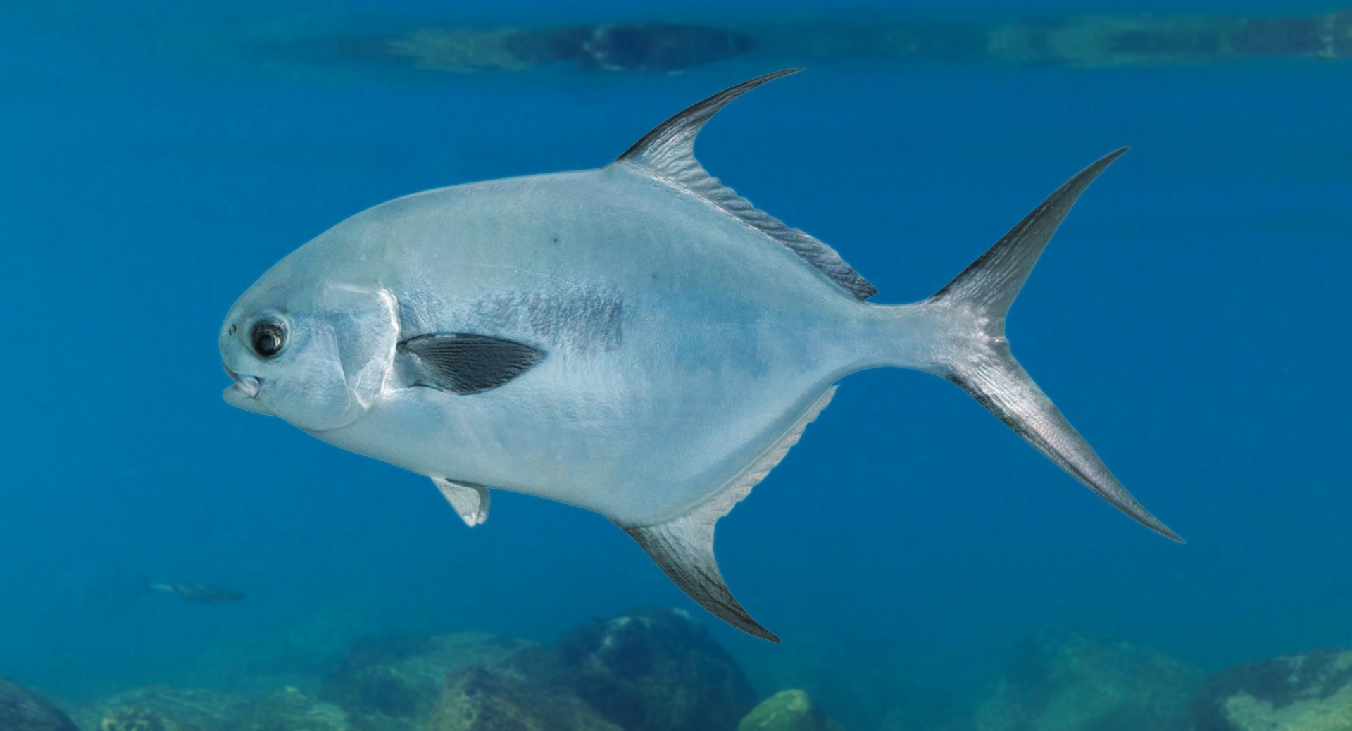 3D Permit Fish - TurboSquid 1282782