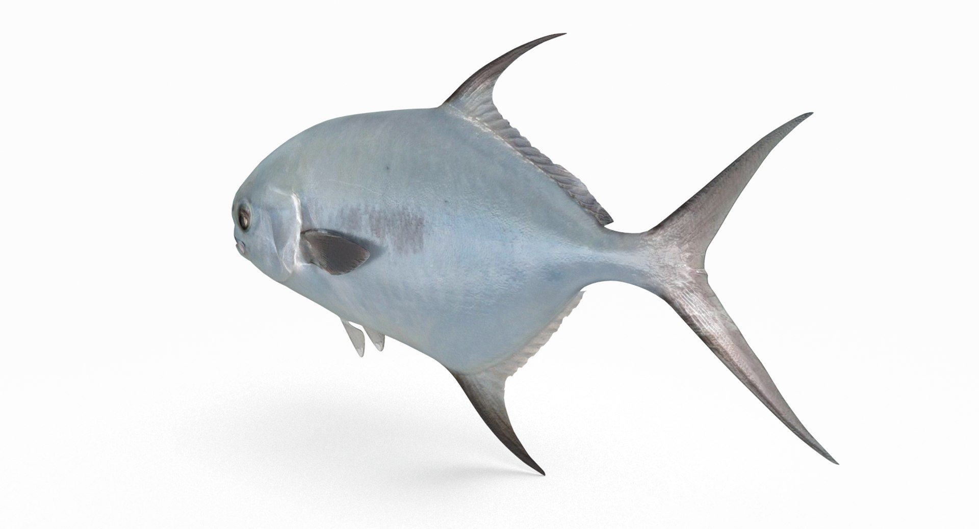 3D Permit Fish - TurboSquid 1282782