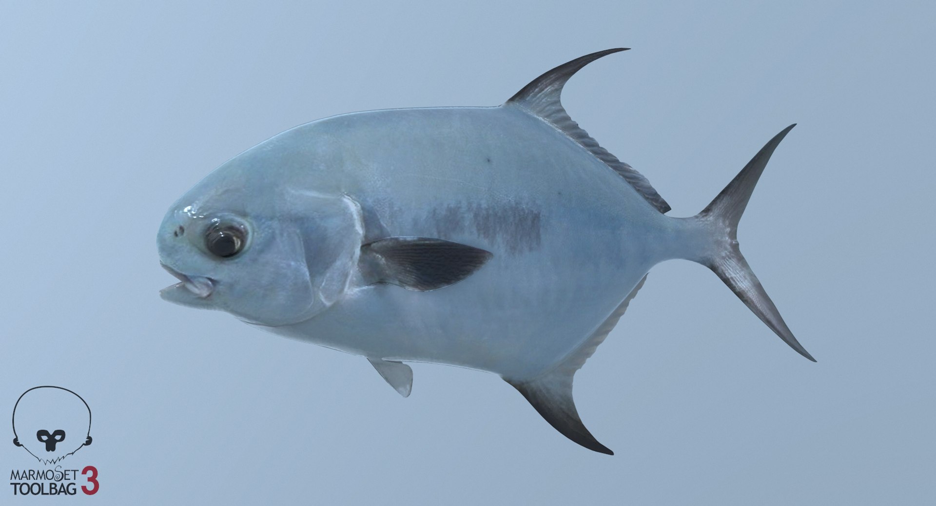 3D Permit Fish - TurboSquid 1282782