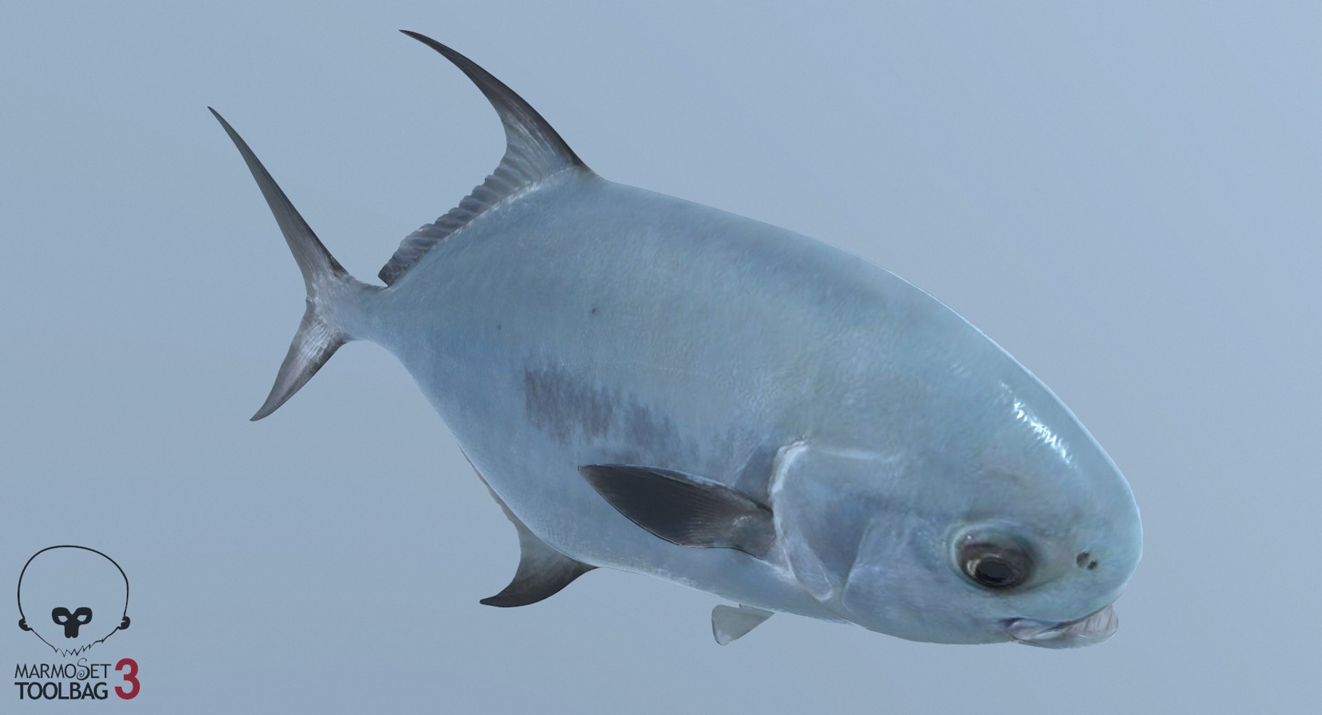 3D Permit Fish - TurboSquid 1282782