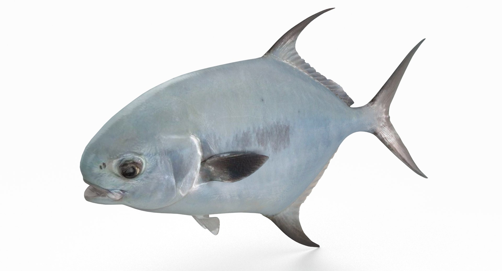 3D Permit Fish - TurboSquid 1282782
