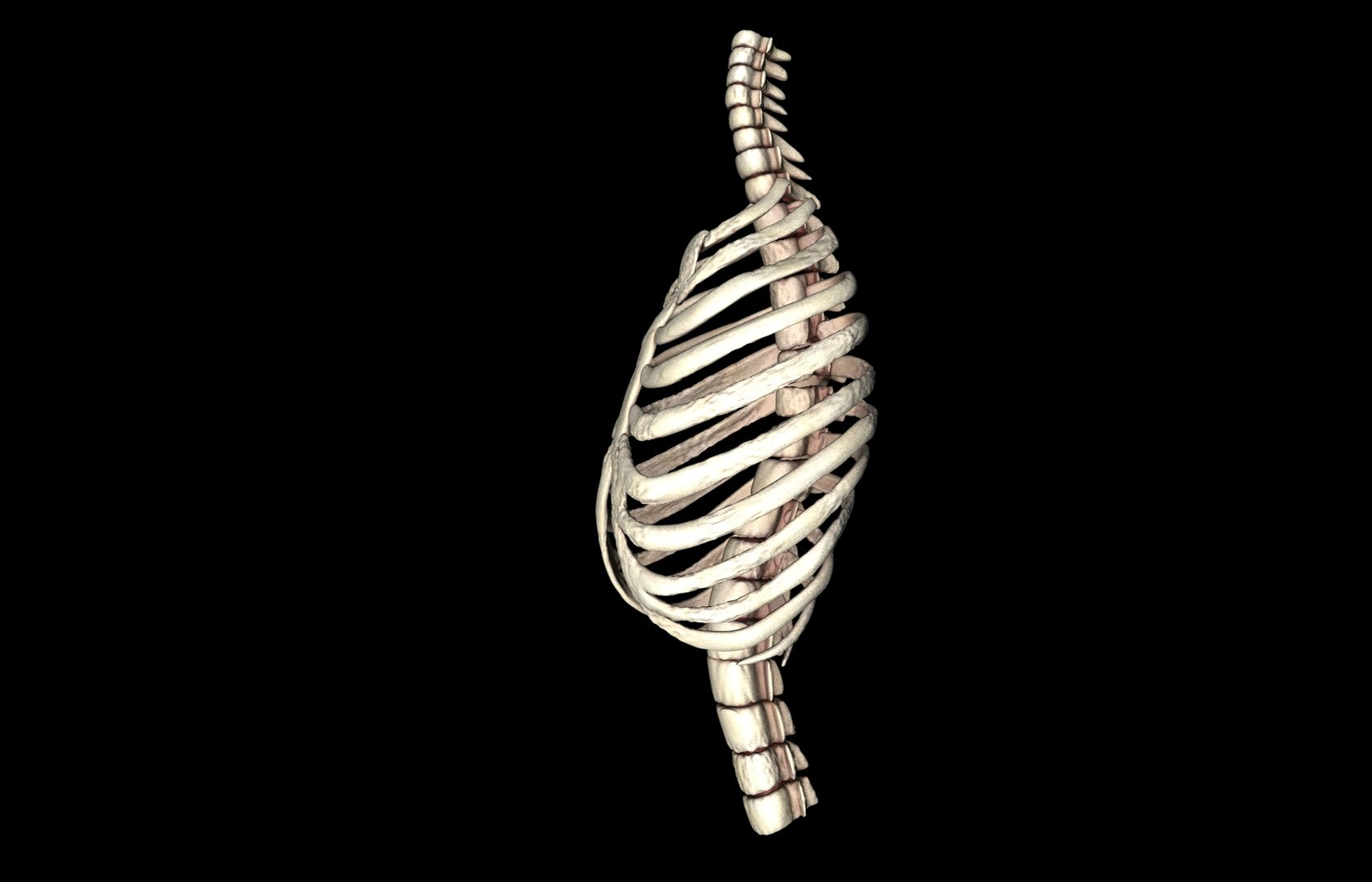 rib cage accurate obj
