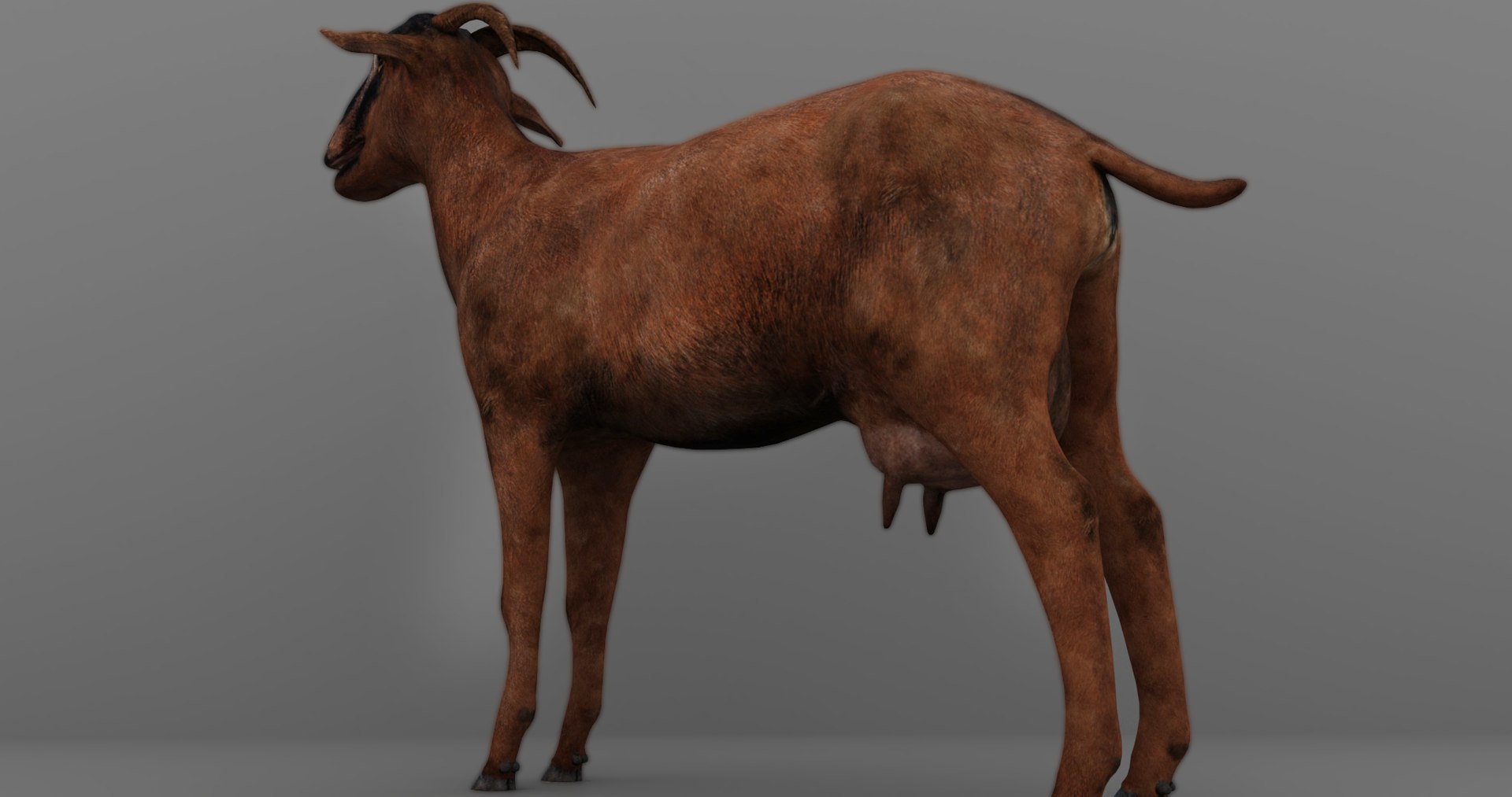 3D Goat - TurboSquid 1865078