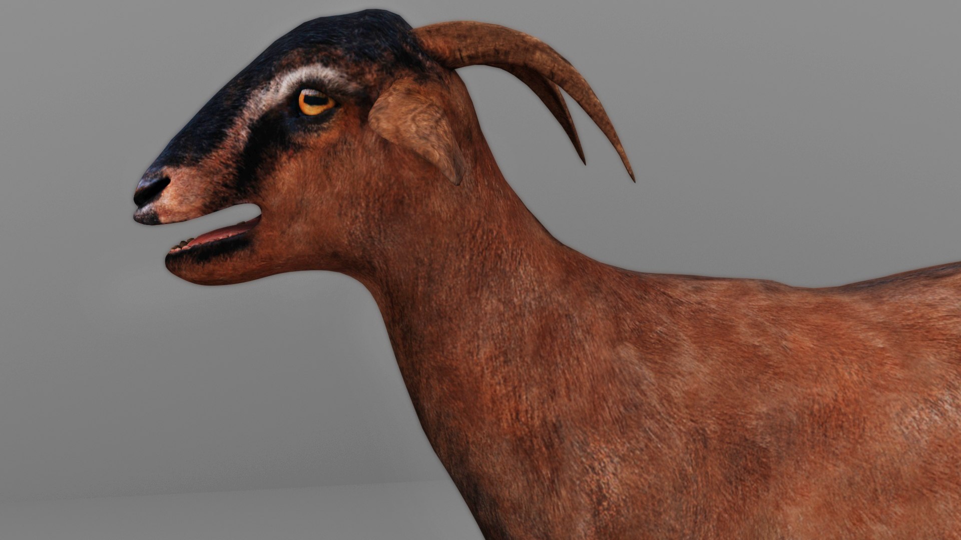 3D Goat - TurboSquid 1865078