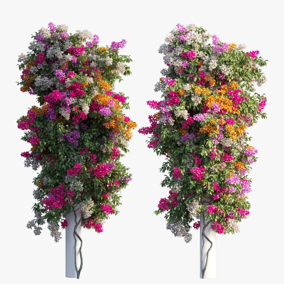 3D Bougainvillea Plant Set 21 Model - TurboSquid 1835140