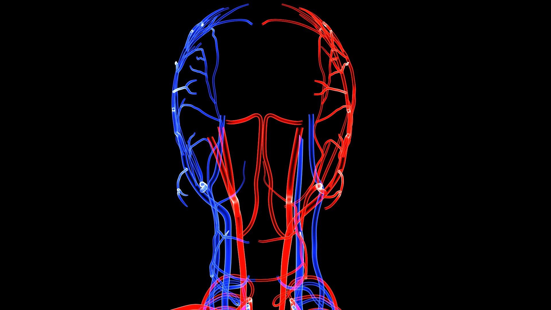3D Circulatory System Model - TurboSquid 1834786