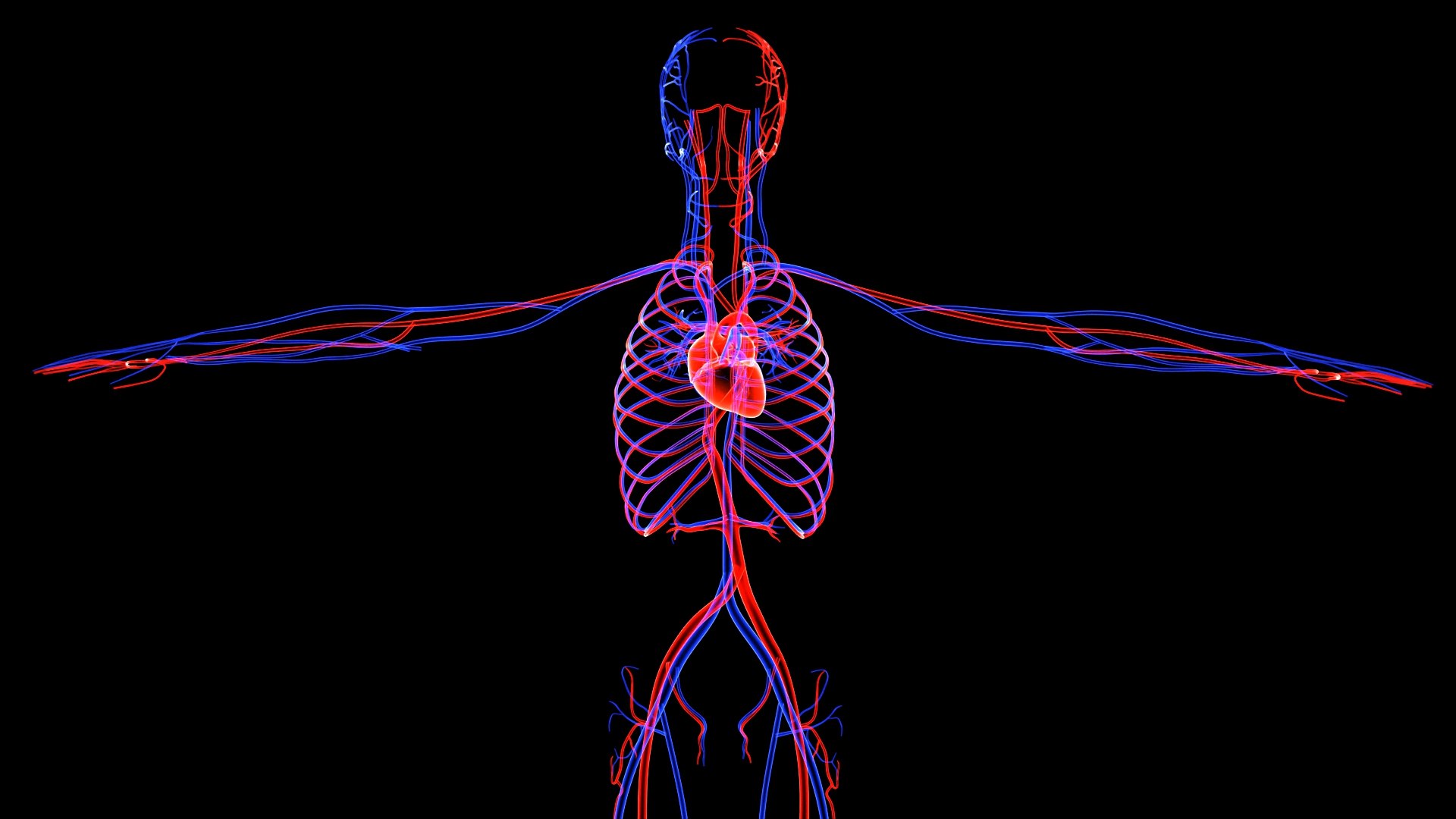 3D Circulatory System Model - TurboSquid 1834786