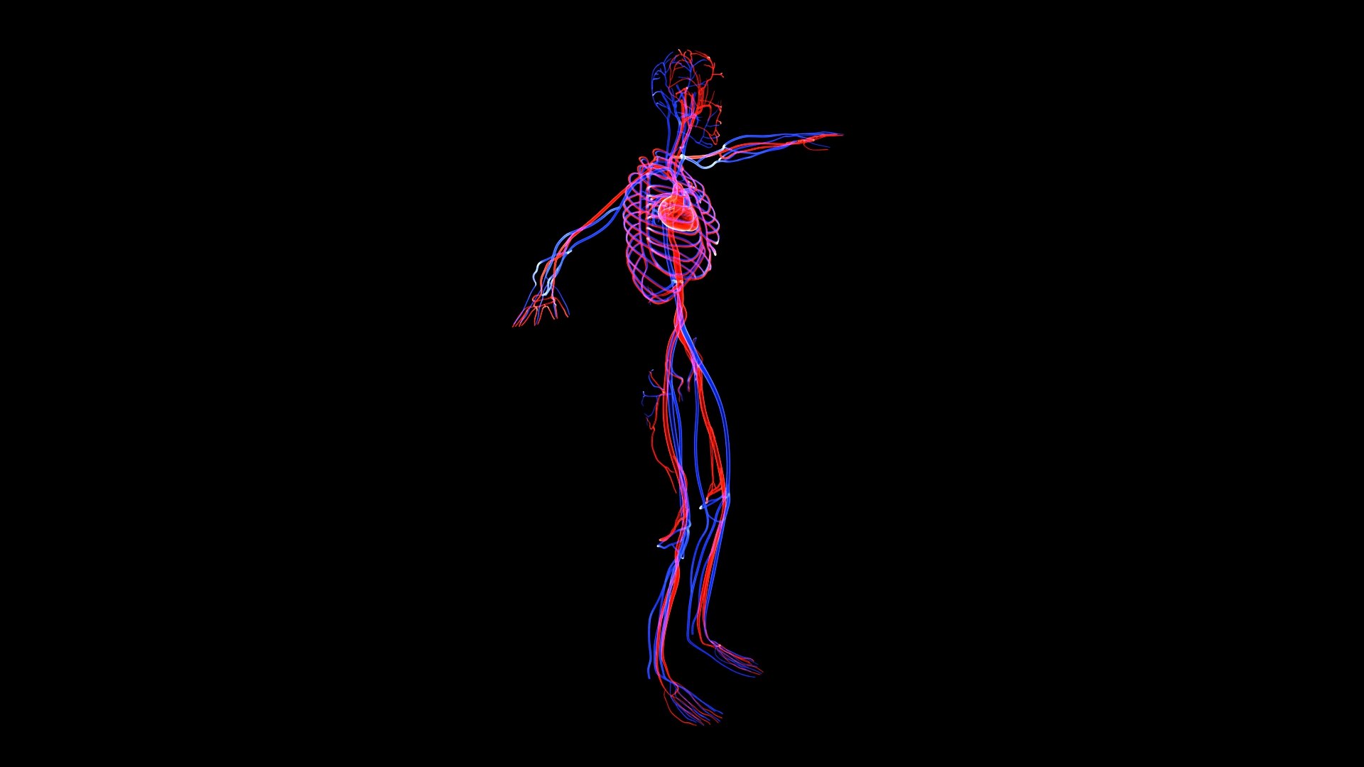 3D Circulatory System Model - TurboSquid 1834786