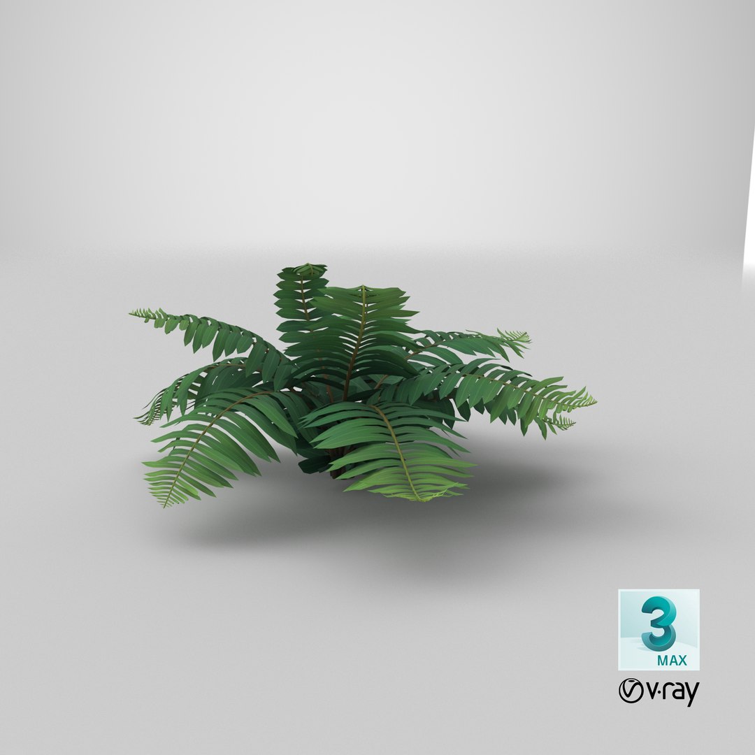 3D Cartoon Fern 02 - TurboSquid 1938329