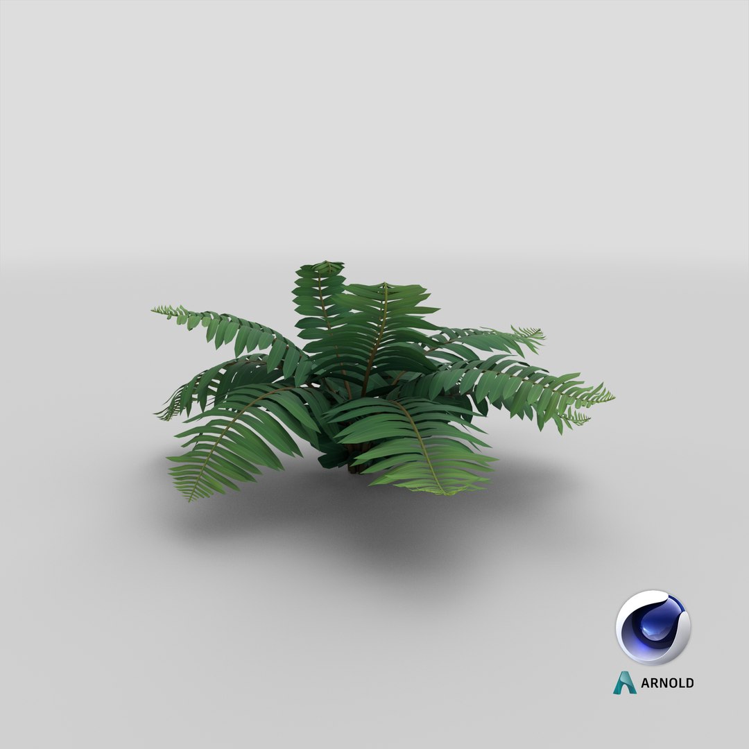 3D Cartoon Fern 02 - TurboSquid 1938329