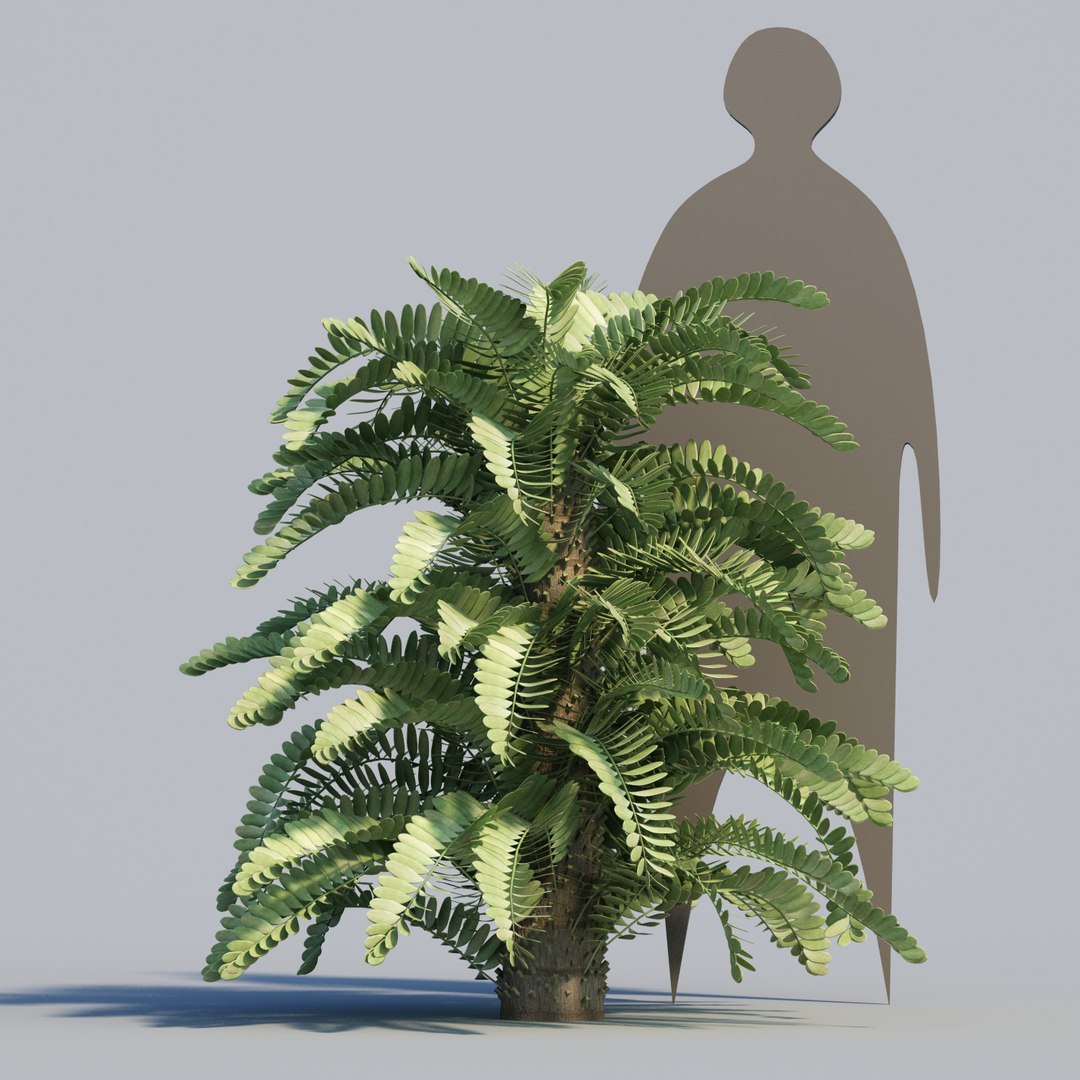 3D Model Palm Cardboard - TurboSquid 1504383