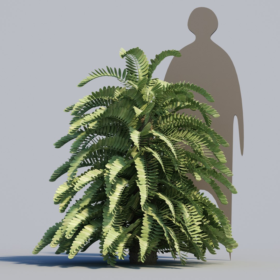 3D Model Palm Cardboard - TurboSquid 1504383