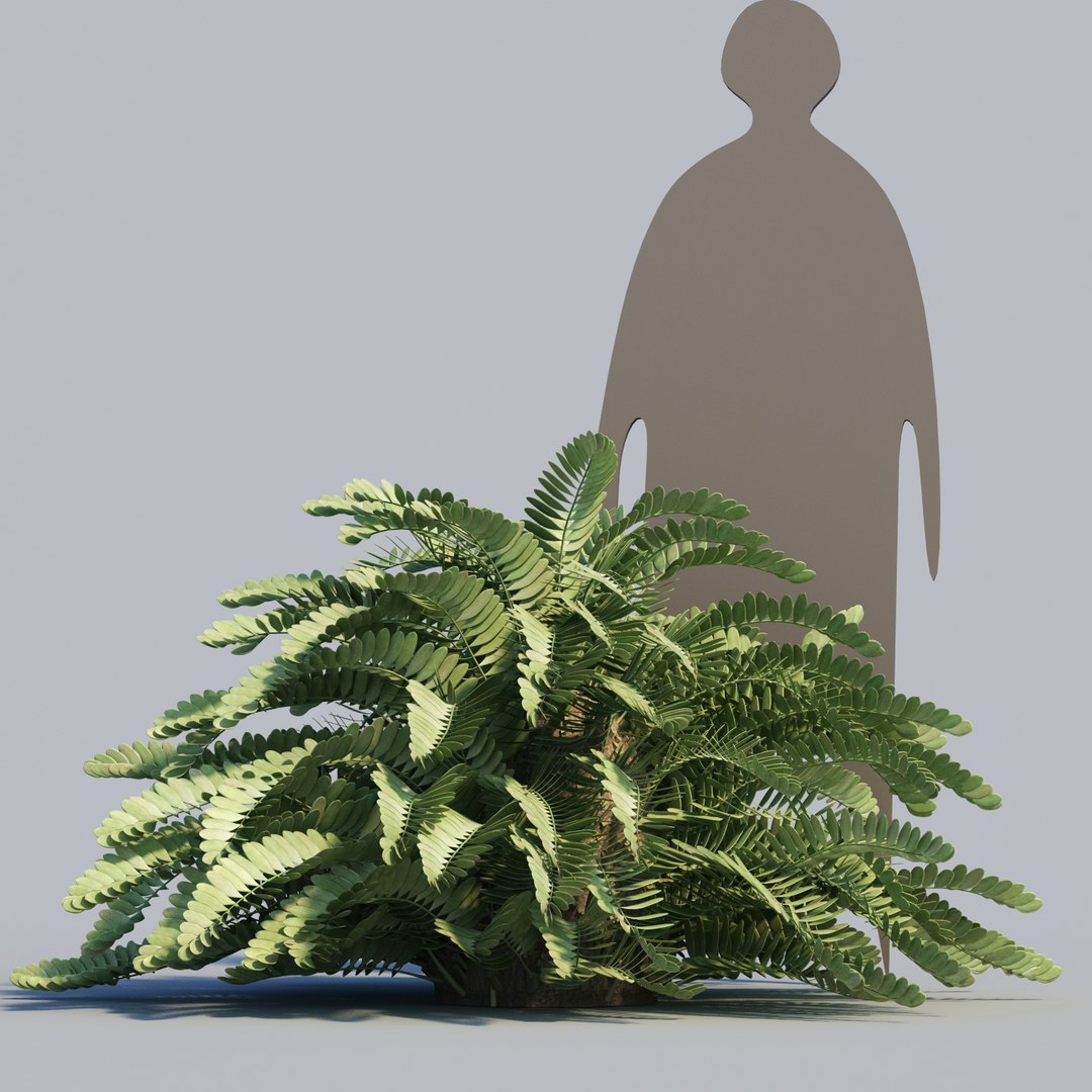 3D Model Palm Cardboard - TurboSquid 1504383