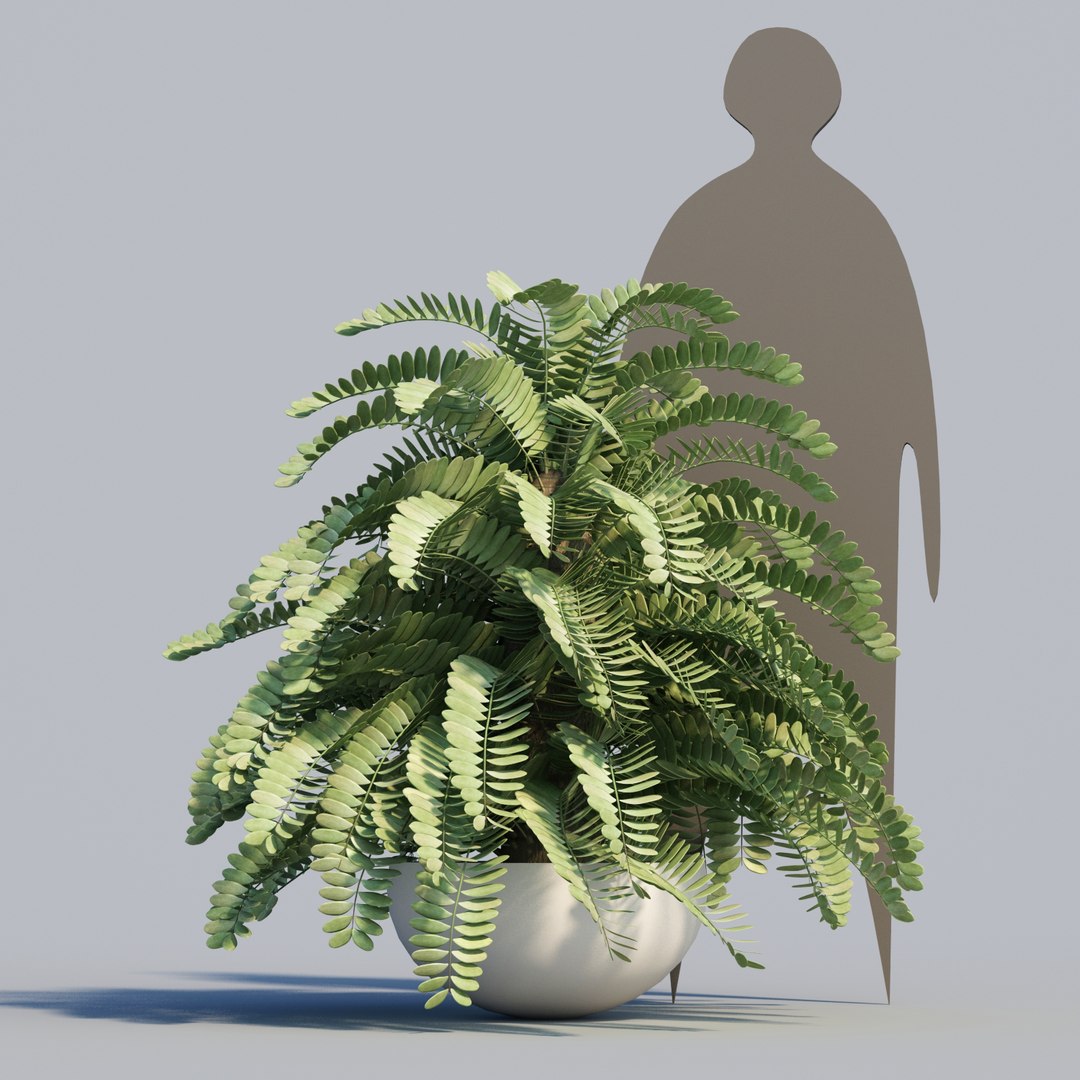 3D Model Palm Cardboard - TurboSquid 1504383