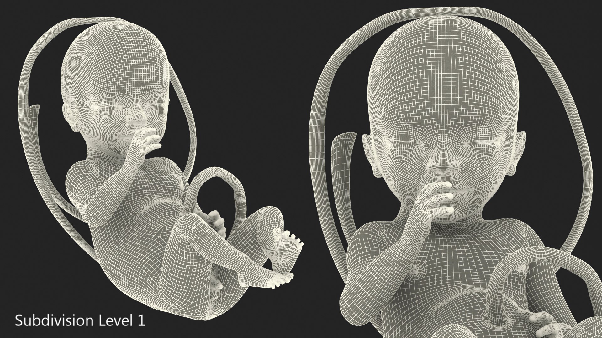 Human fetus 24 weeks 3D - TurboSquid 1657911