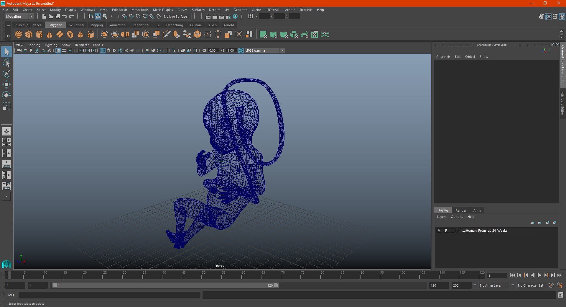 Human fetus 24 weeks 3D - TurboSquid 1657911