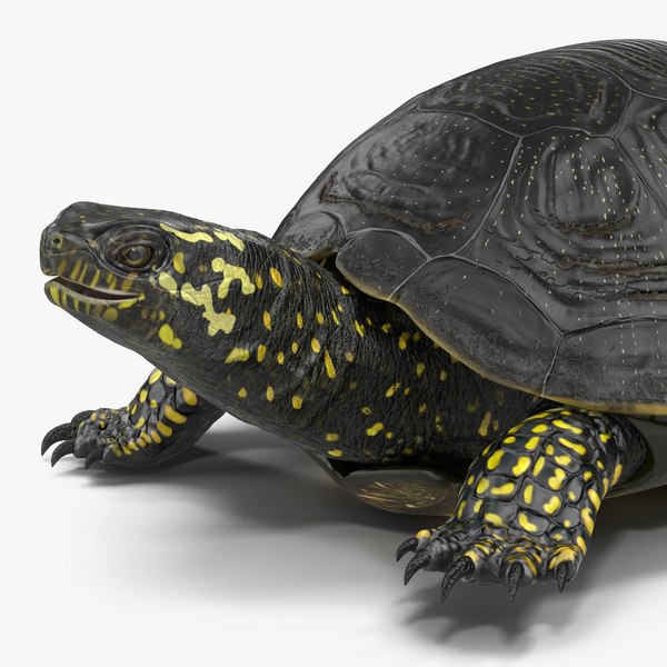Turtle 3D Models for Download | TurboSquid