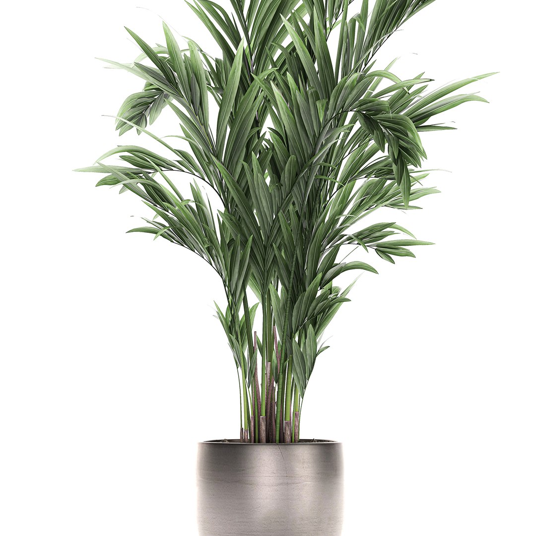 Decorative Palm 3D Model - TurboSquid 1618539
