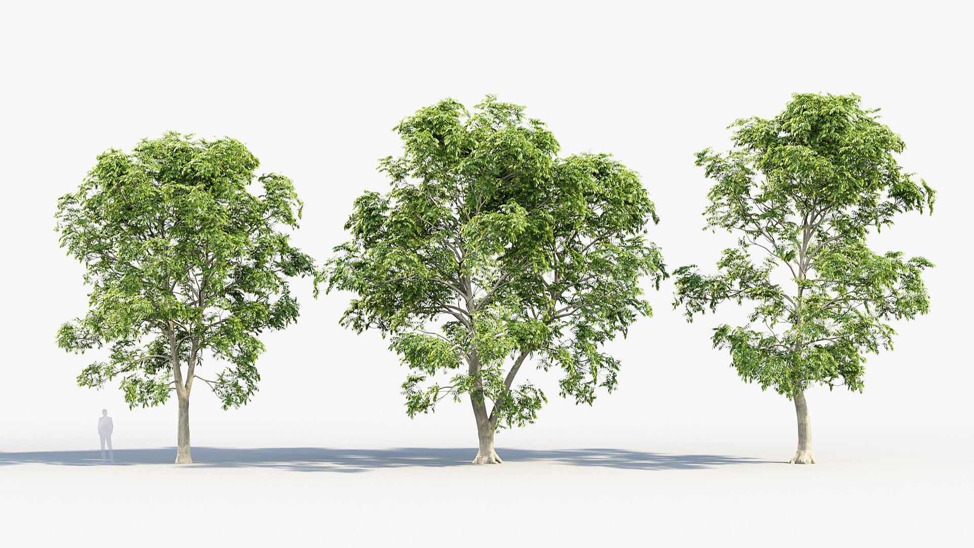 3D Fraxinus Excelsior European Ash 02 Model - TurboSquid 2081149