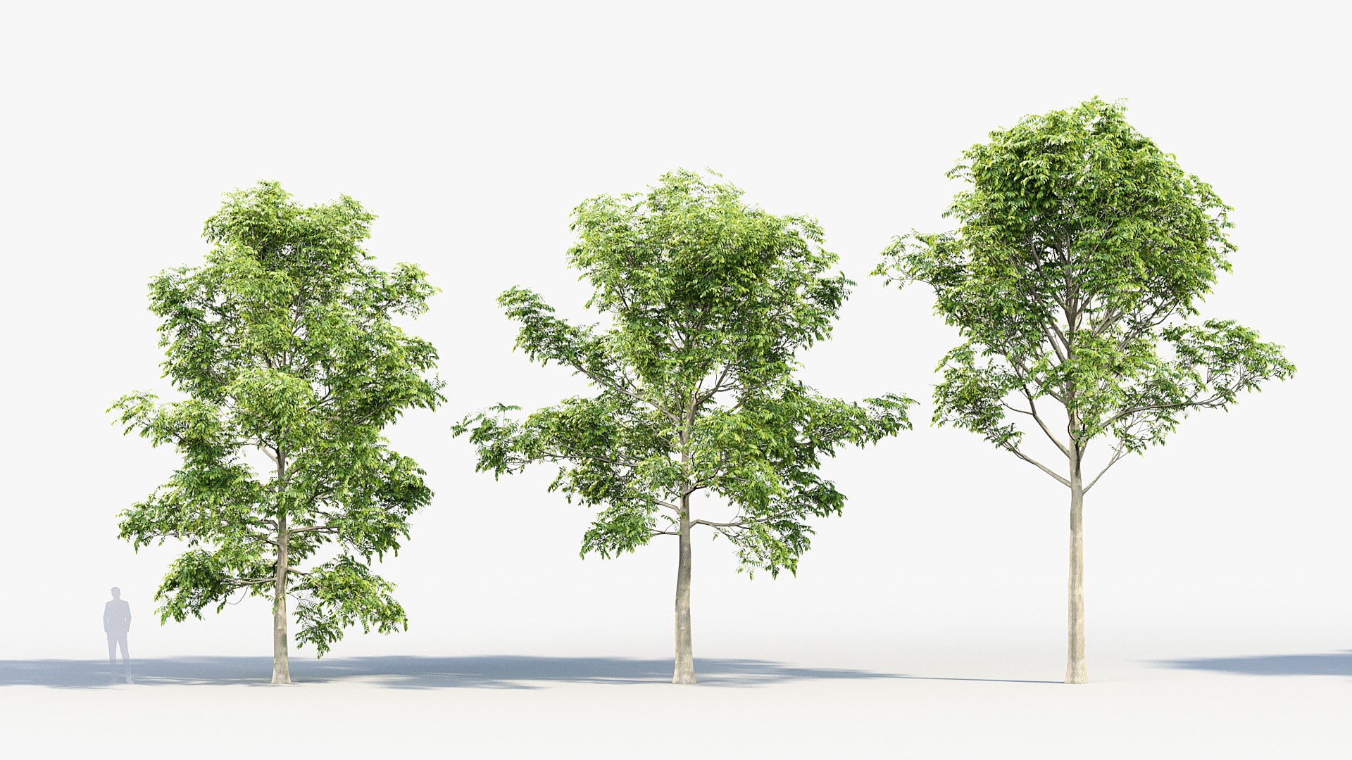 3D Fraxinus Excelsior European Ash 02 Model - TurboSquid 2081149
