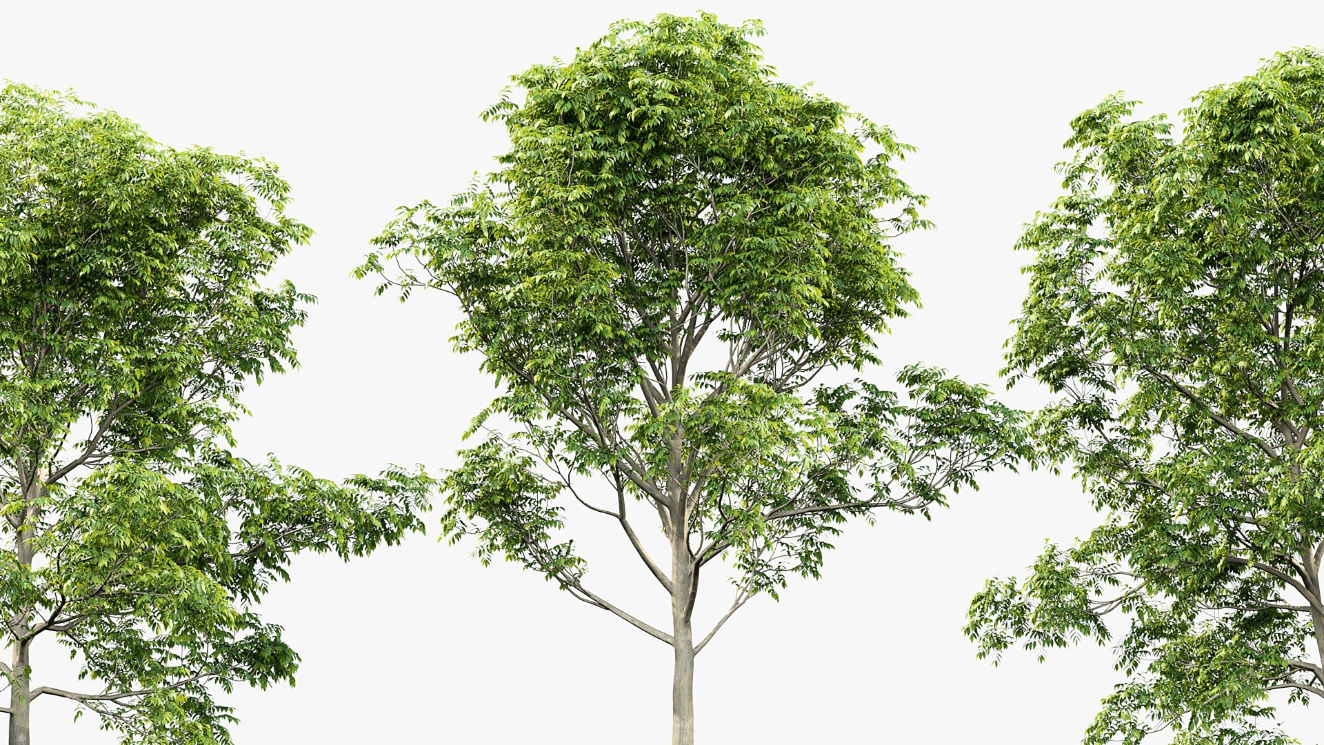 3D Fraxinus Excelsior European Ash 02 Model - TurboSquid 2081149
