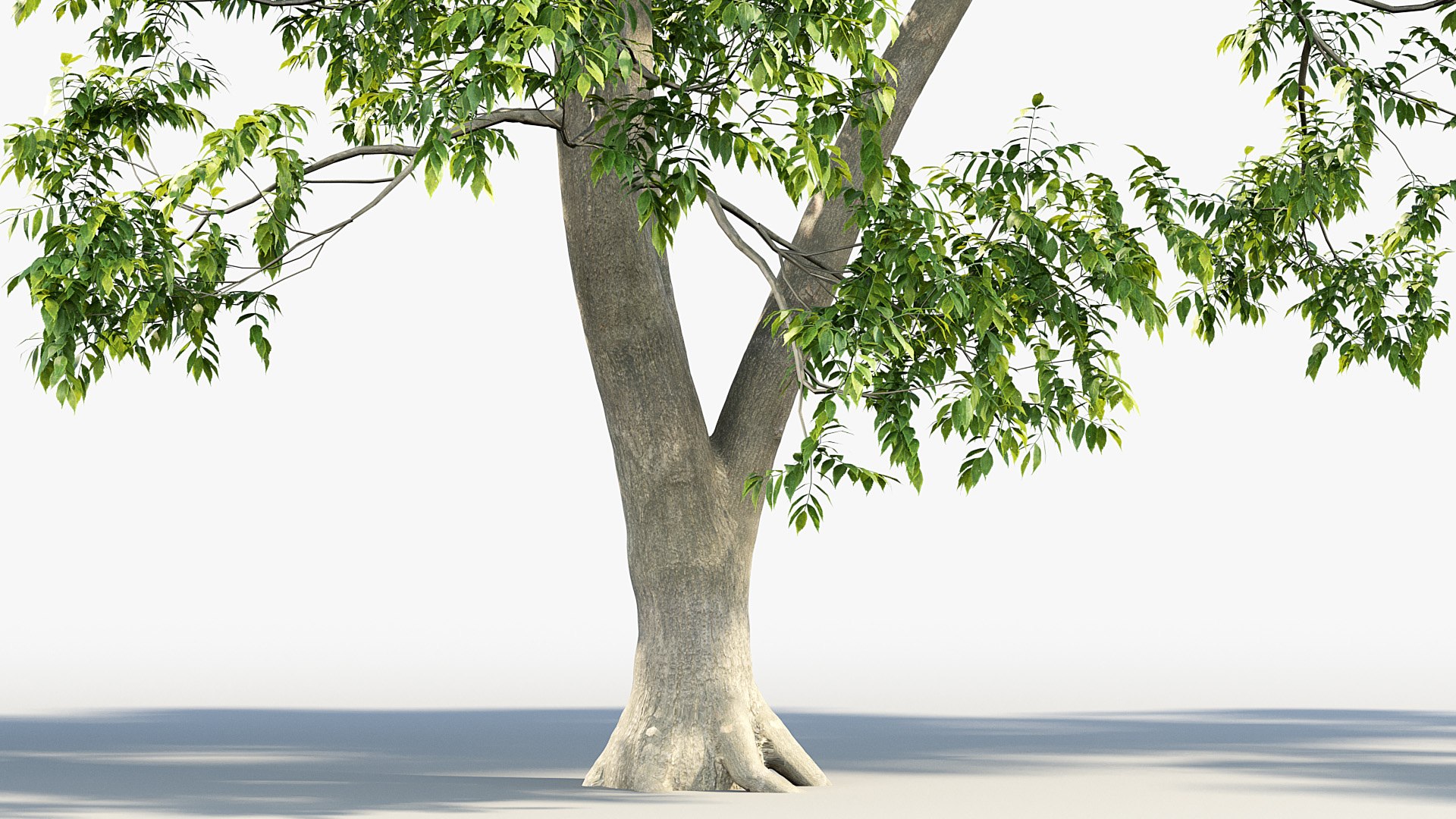 3D Fraxinus Excelsior European Ash 02 Model - TurboSquid 2081149